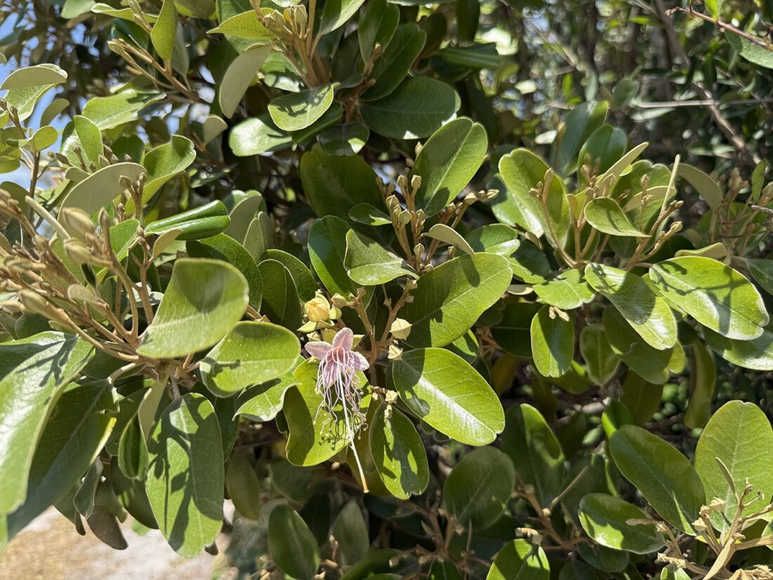 Jamaica caper is highly resilient, adaptable - SANIBEL-CAPTIVA - Island ...
